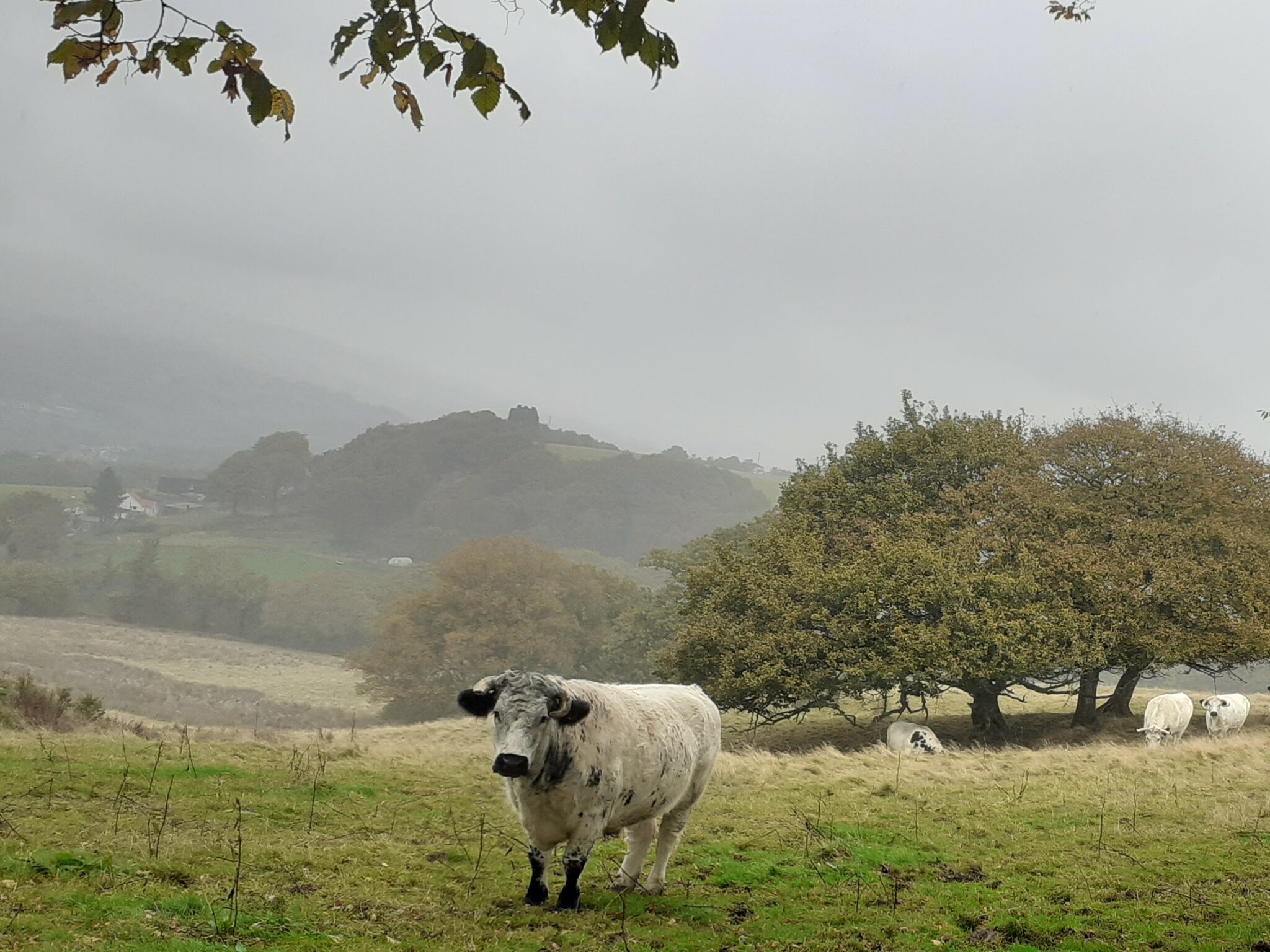 A once in a generation opportunity to tackle climate and nature ...