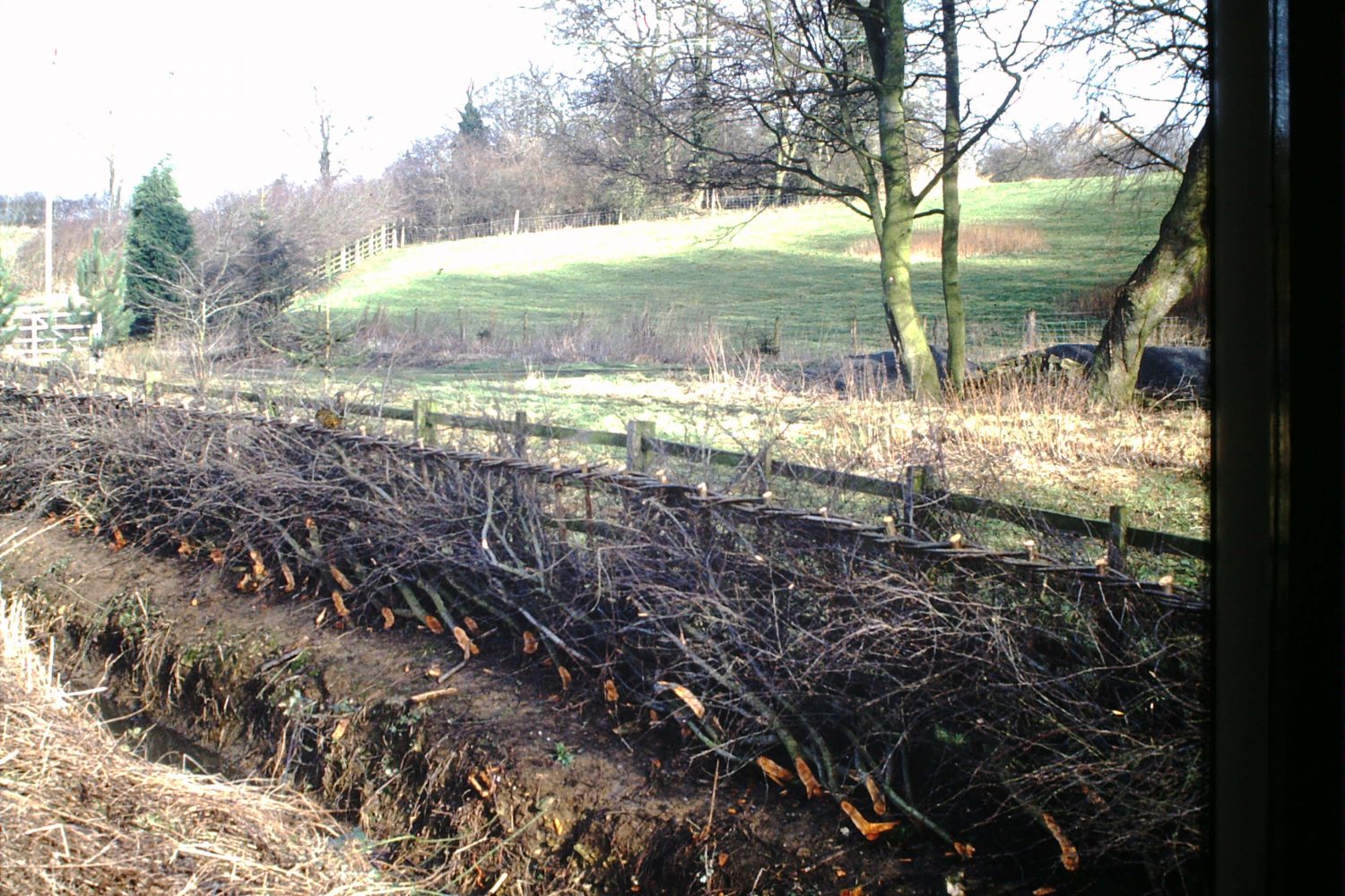 A place for agro-forestry - Institute of Welsh Affairs